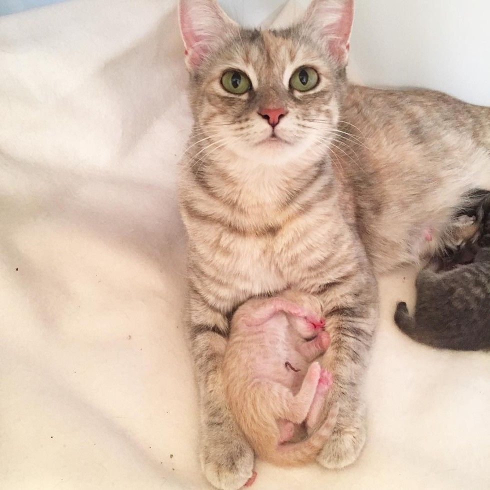 Woman Showed Frightened Pregnant Cat Love, Now She Loves Her Babies the ...