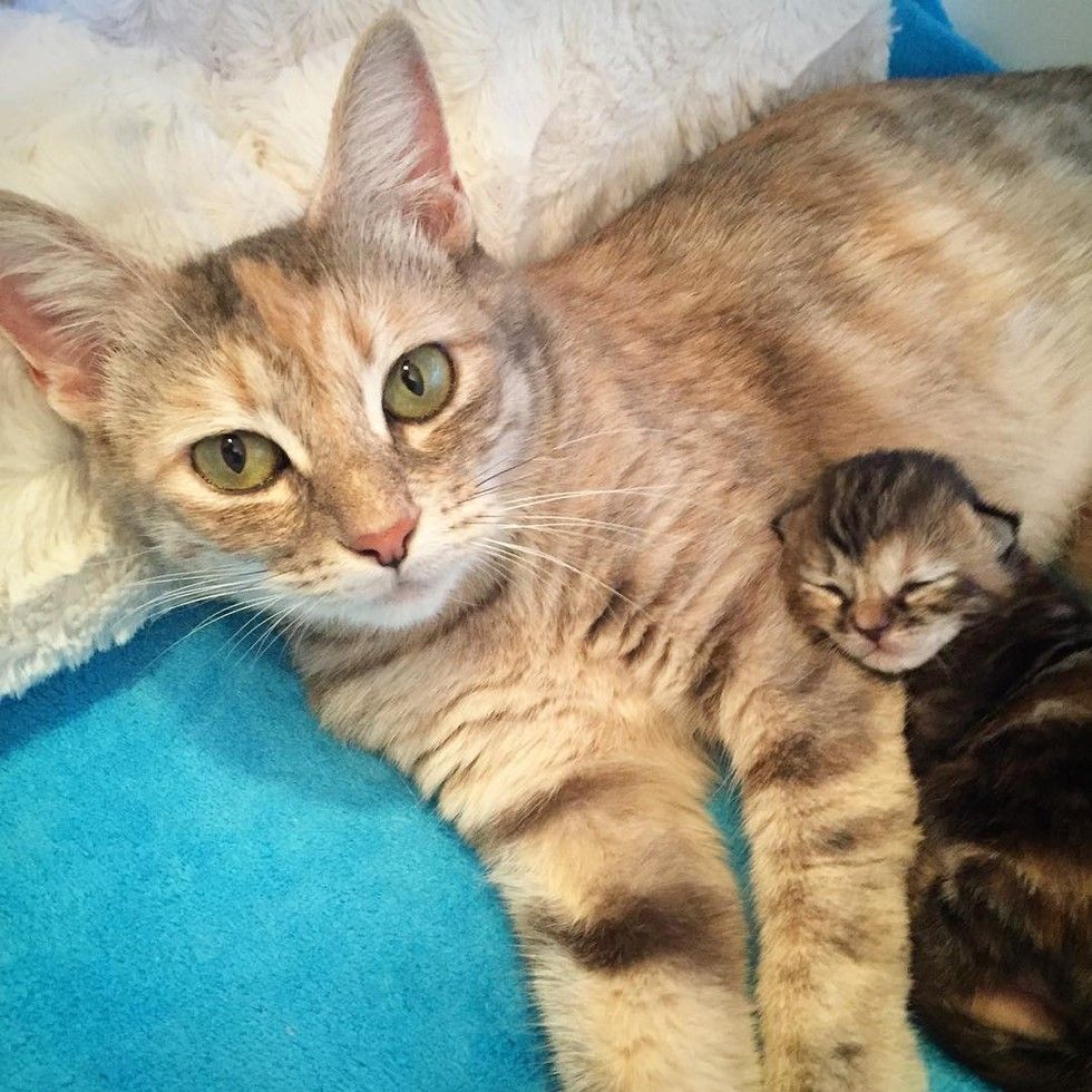 Woman Showed Frightened Pregnant Cat Love, Now She Loves Her Babies the ...