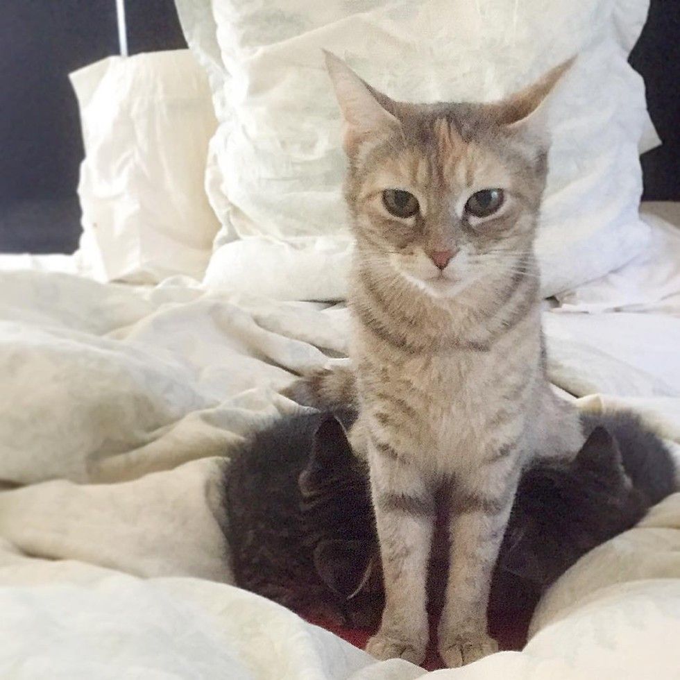 Woman Showed Frightened Pregnant Cat Love, Now She Loves Her Babies the ...