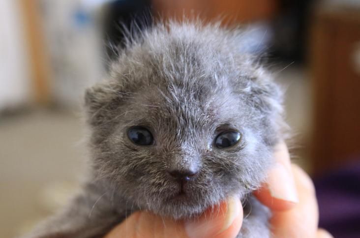 Tiny Blue Kitty Given A Fighting Chance - Love Meow