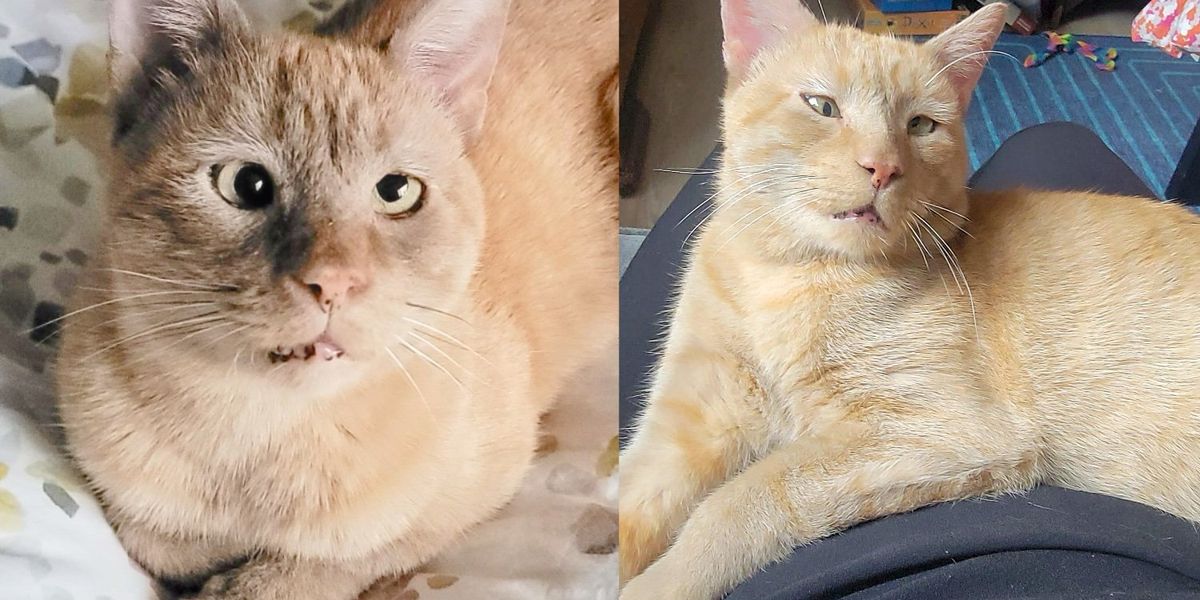 Cat Once Left Behind Never Stops Hoping, Trying to Win Hearts with ...