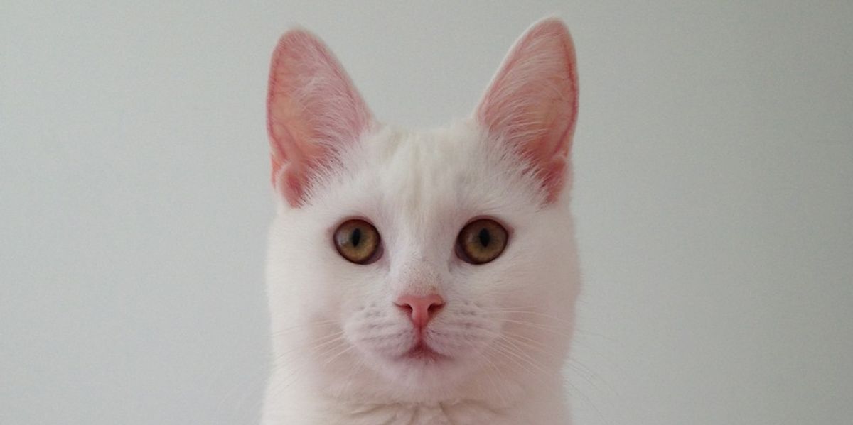 Meet Zappa the cat - Love Meow