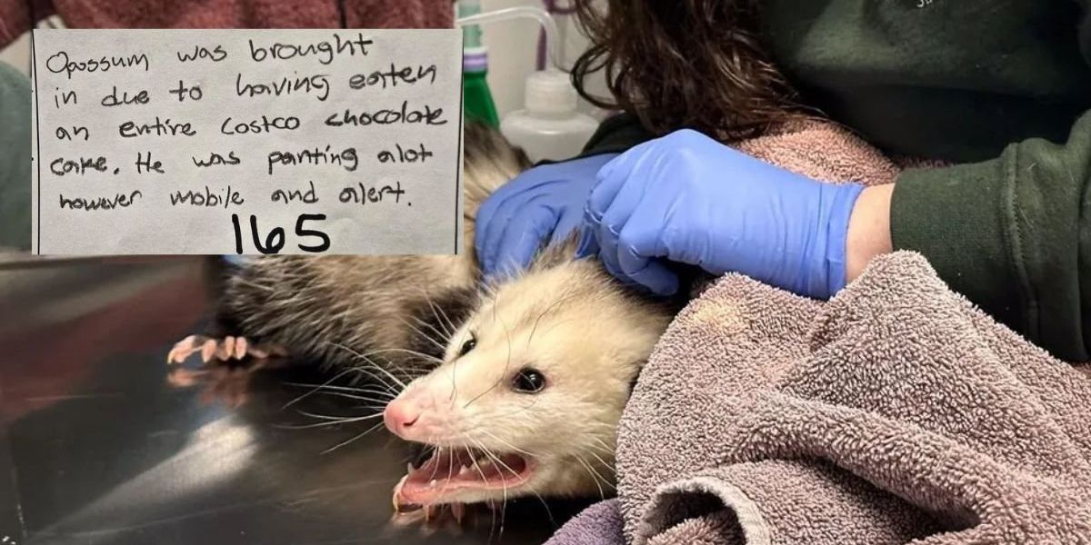 Opossum devours a whole Costco cake and people can so relate - Upworthy