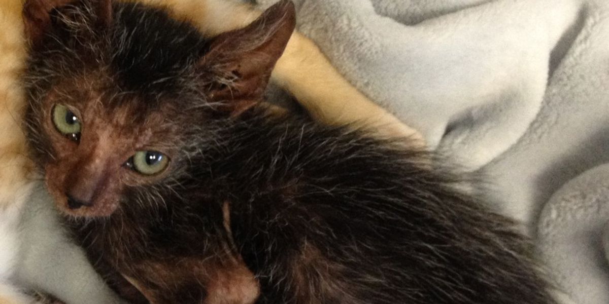 Feral Kitten Born in Garden, Has a Rare 'Werewolf' Like Look - Love Meow