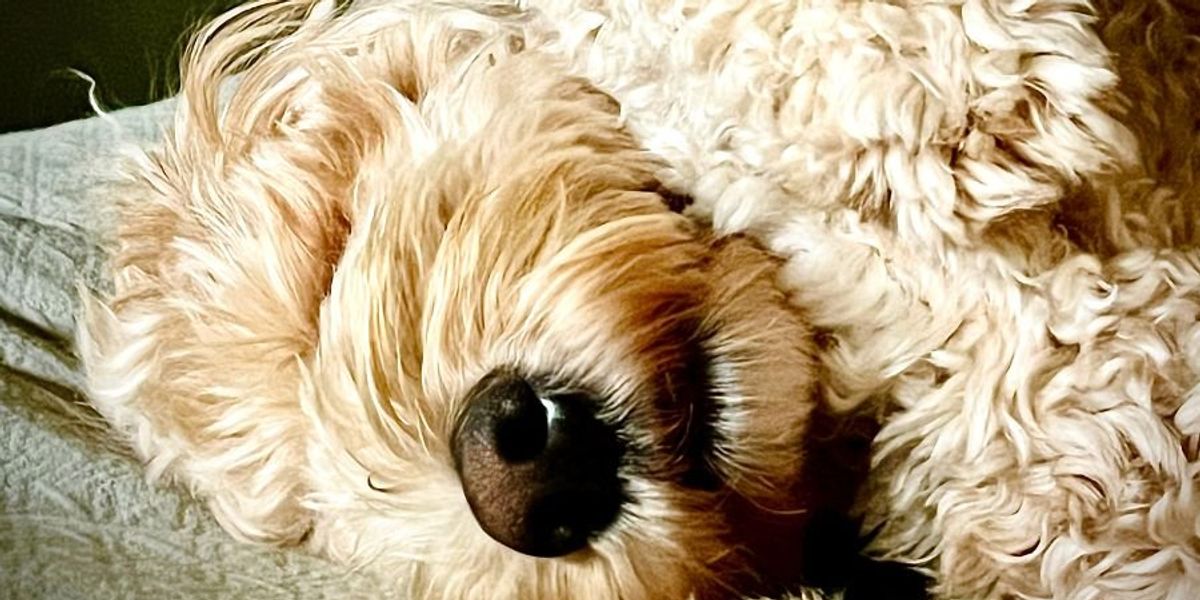 Narcoleptic dog named Toast falls asleep when he's excited - Upworthy