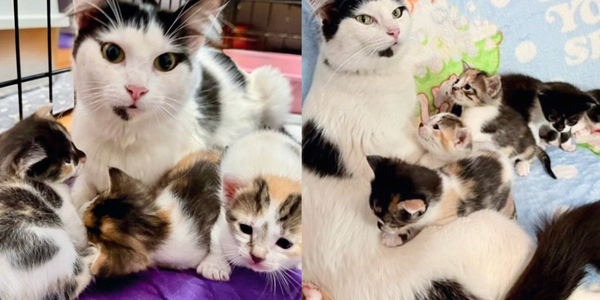 Neighbor Finds Cat Left Behind Then Hears What Sounds Like Kittens by ...