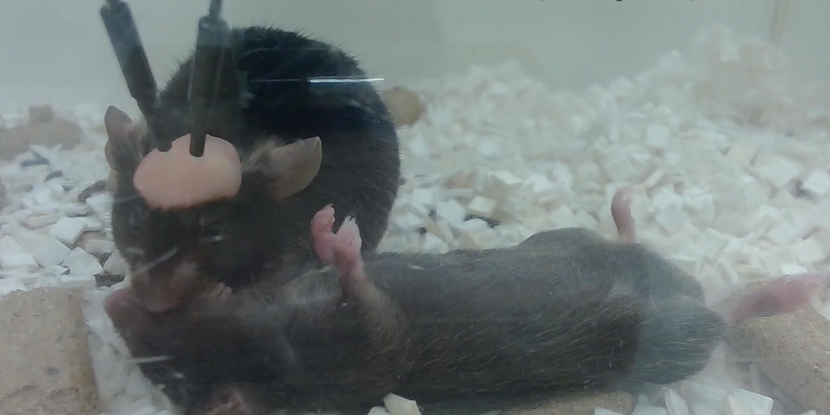 Researchers discover that mice give each other 'CPR' - Upworthy