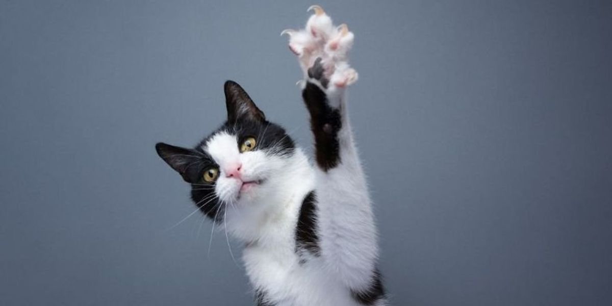 Entire town creates a map to track the antic of a chaotic cat named ...
