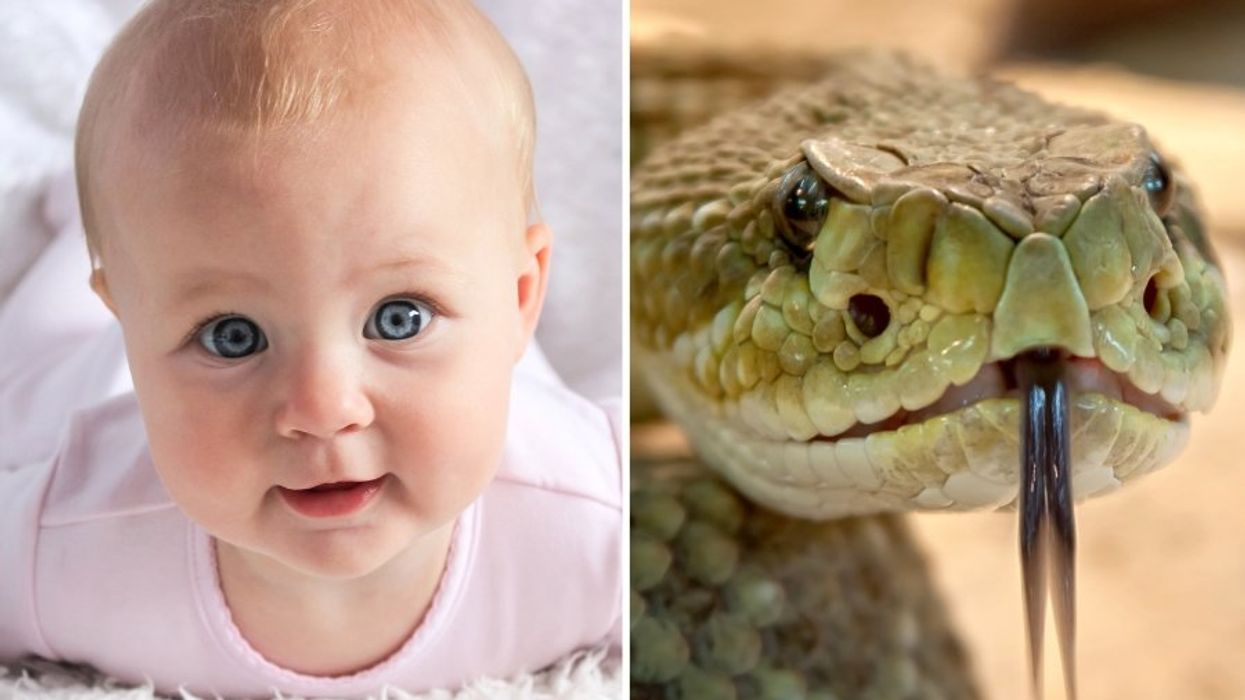 newborn snake called