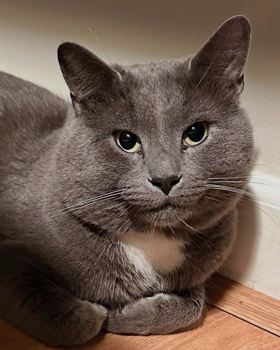 Street Cat Climbs Fence to Backyard, and One Day He Begins to Trust ...