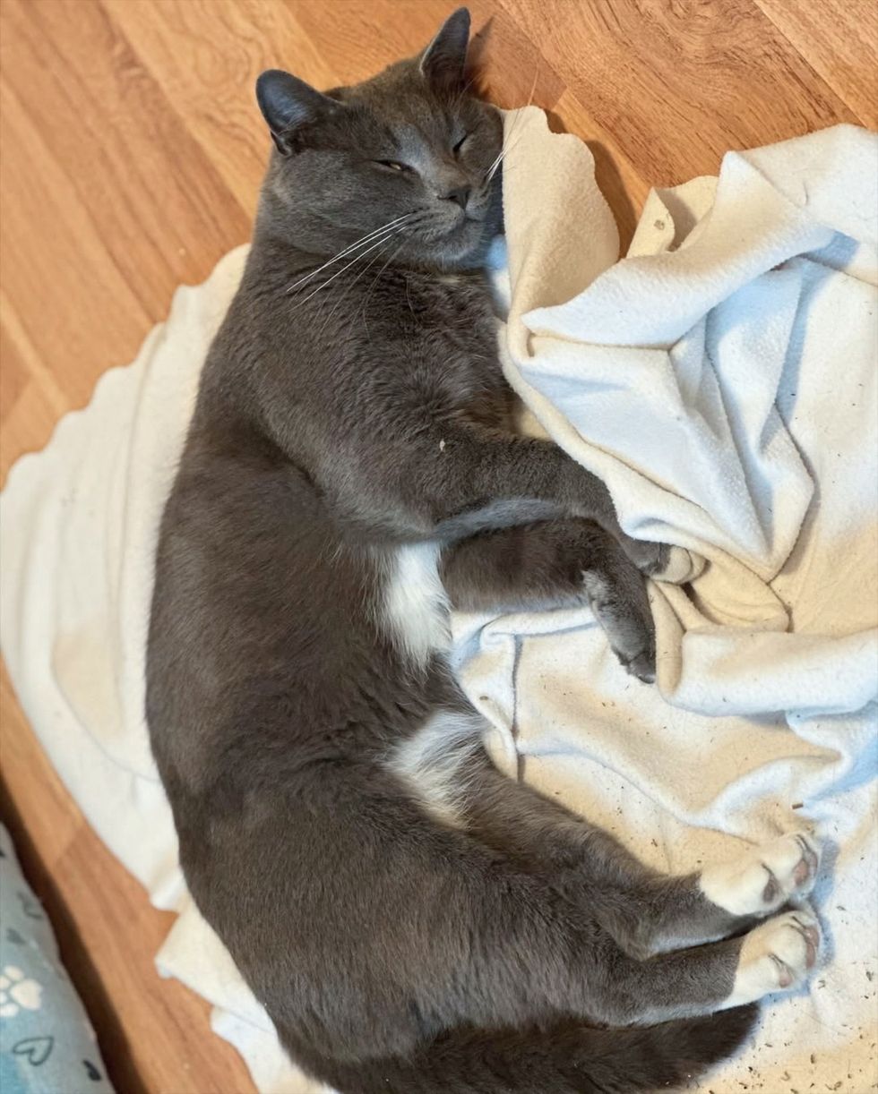 Street Cat Climbs Fence to Backyard, and One Day He Begins to Trust ...