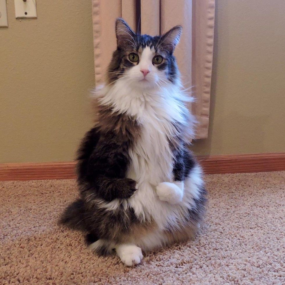 Pippin The Cat Happily Living His Cat Life On Two Legs - Love Meow