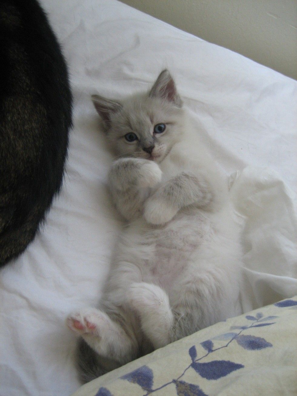 Kitten Left Behind by His Cat Mom, Found a New Cat Dad - Love Meow