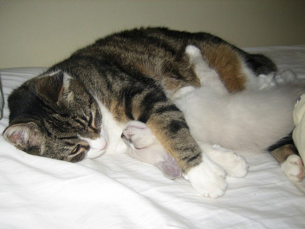 Kitten Left Behind by His Cat Mom, Found a New Cat Dad - Love Meow