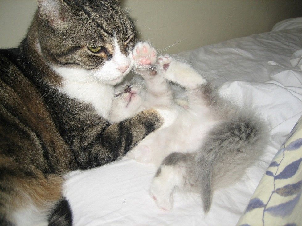 Kitten Left Behind by His Cat Mom, Found a New Cat Dad - Love Meow