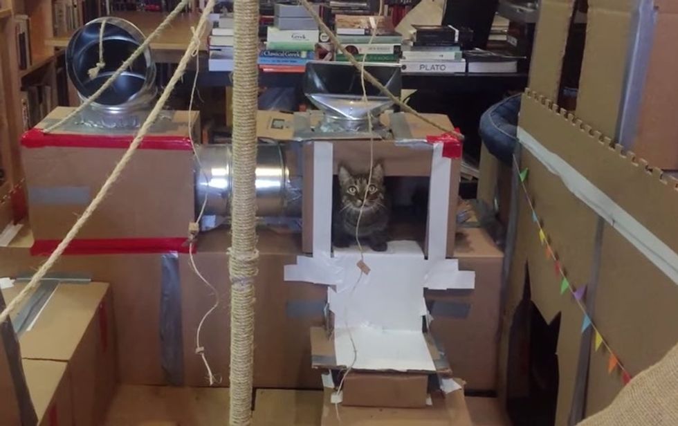 Man Tries to Build the Greatest Cat Fort for His Cat - Love Meow