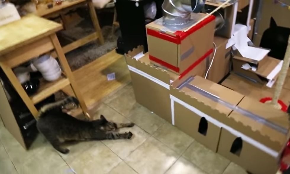 Man Tries to Build the Greatest Cat Fort for His Cat - Love Meow
