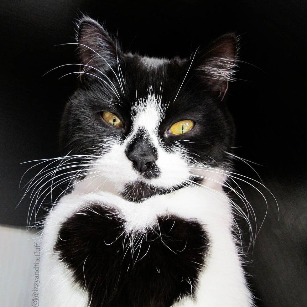 Cat Shows Her Human Love By Wearing Her Heart Every Day - Love Meow
