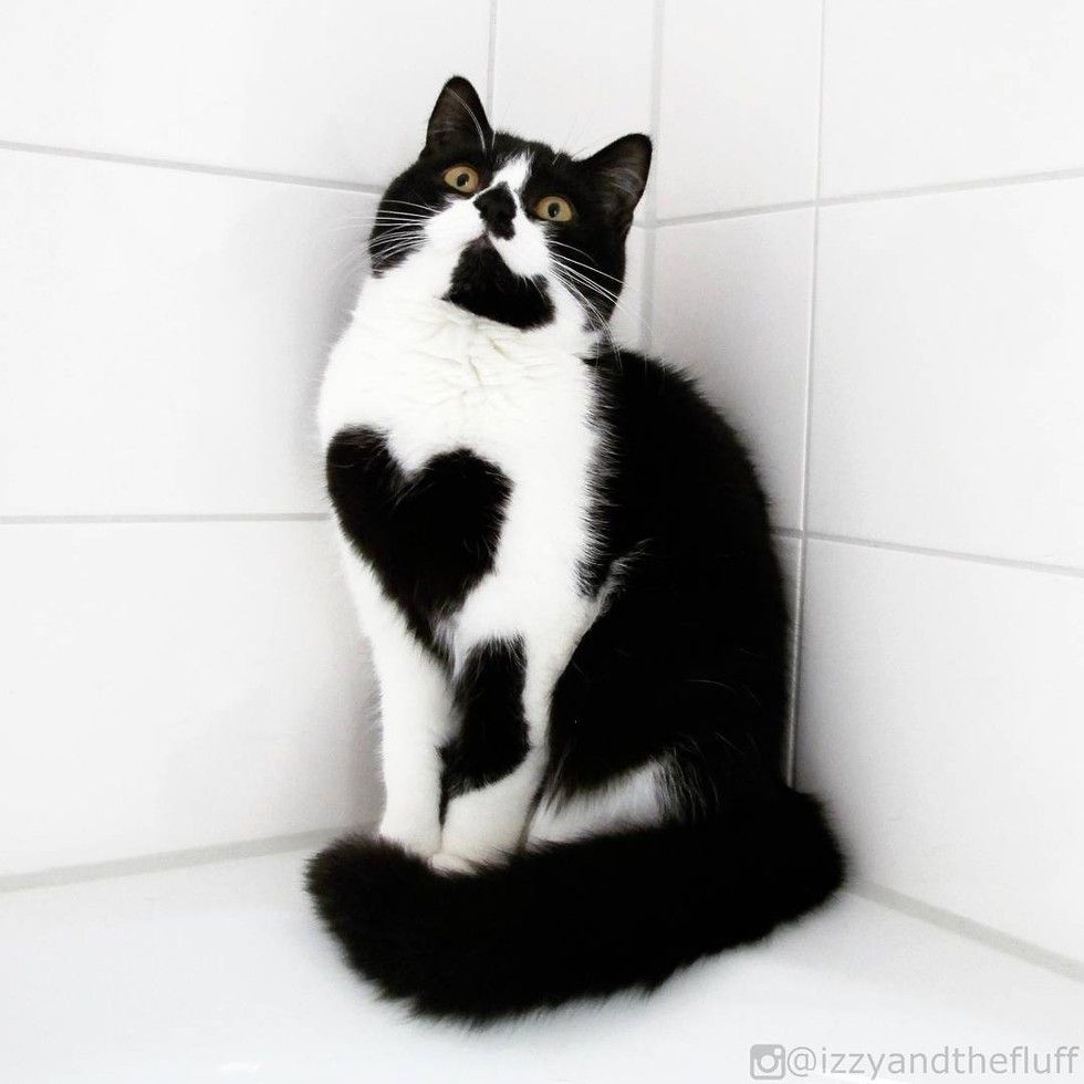 Cat Shows Her Human Love By Wearing Her Heart Every Day - Love Meow