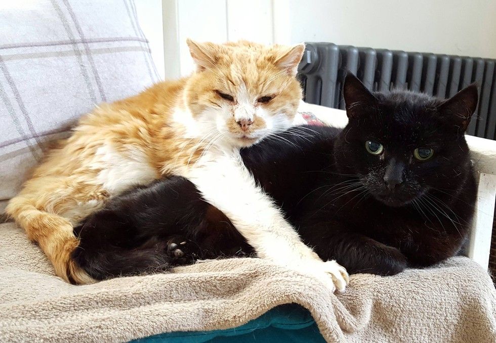 Two Senior Cats, 19 and 15, Find Each Other After They Lost Their ...
