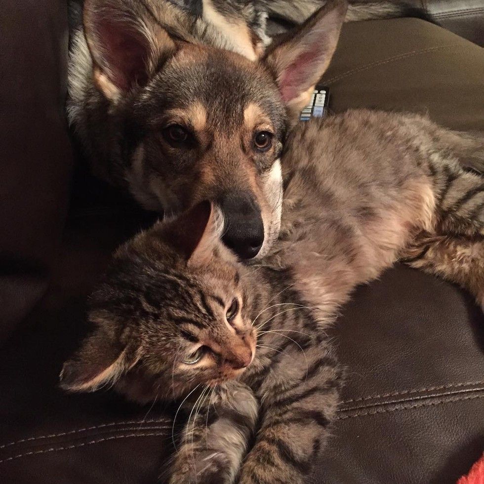 Dog Took Cat Out of Shelter and Becomes His Bodyguard for Life - Love Meow