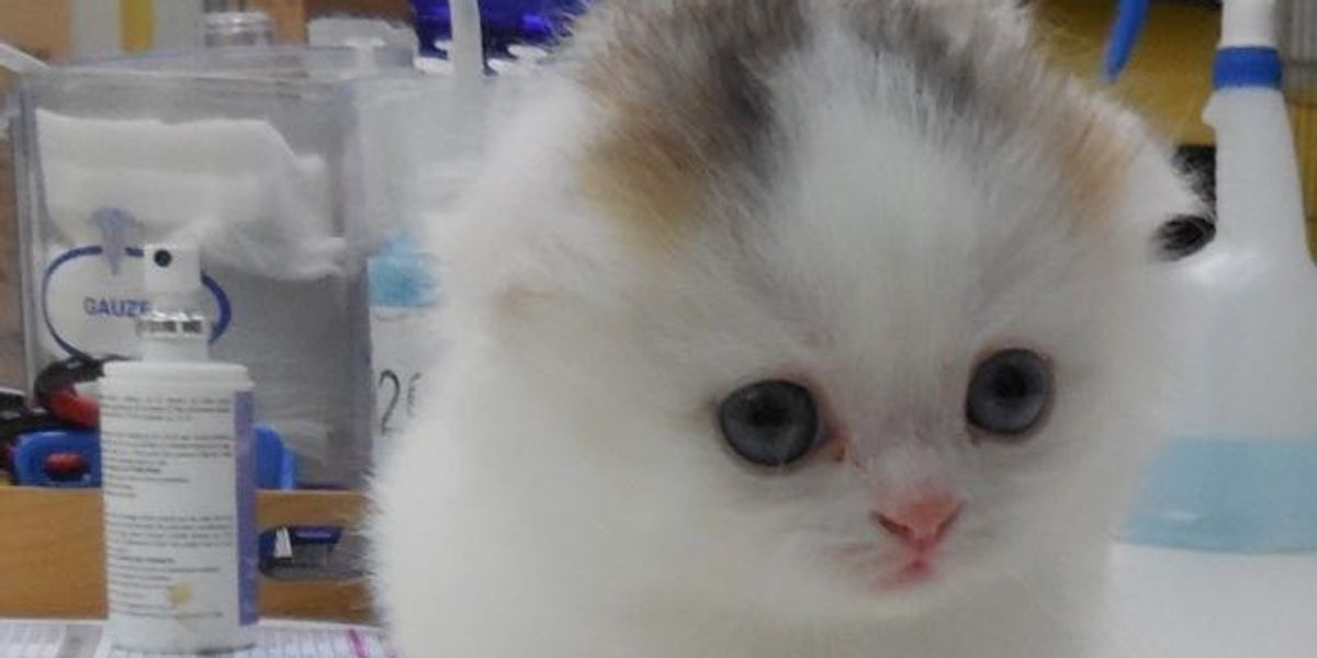 Second Male Calico the Vet Has Seen in His 54 Years of Practice! - Love ...