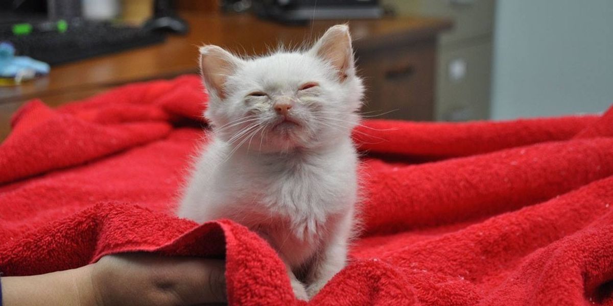 Tiny Kitten Rescued Off the Street, Feels Love for the First Time, The ...