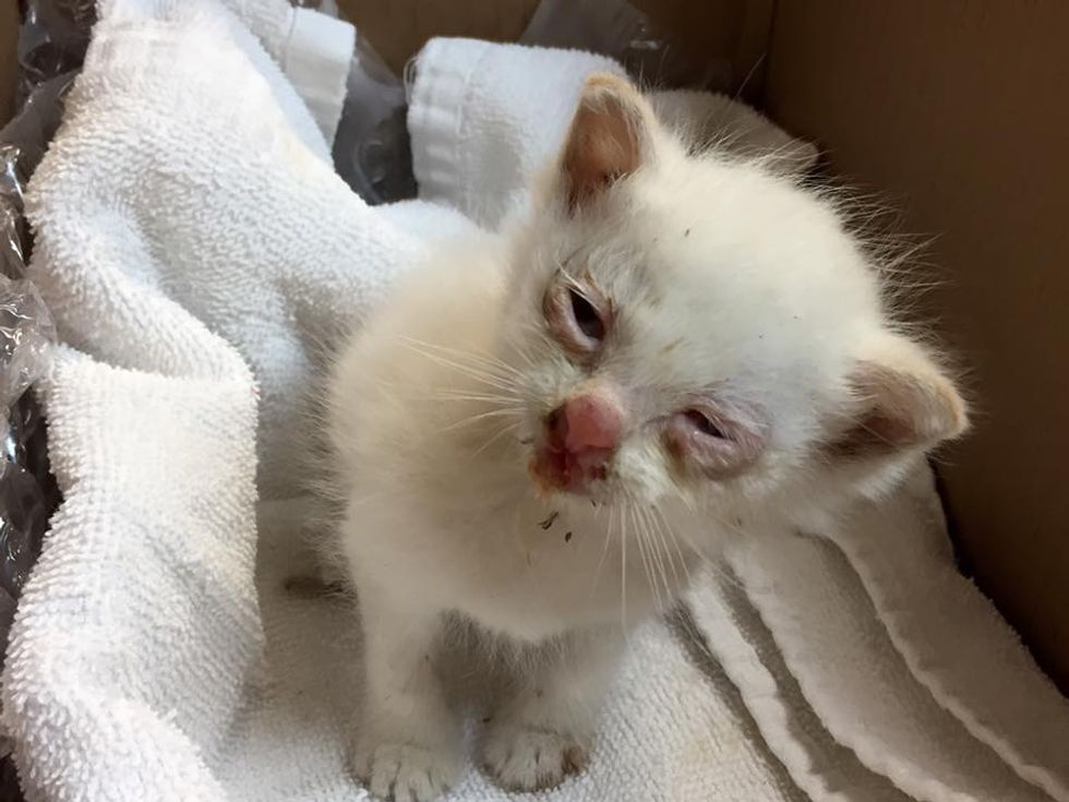 Tiny Kitten Rescued Off the Street, Feels Love for the First Time, The ...