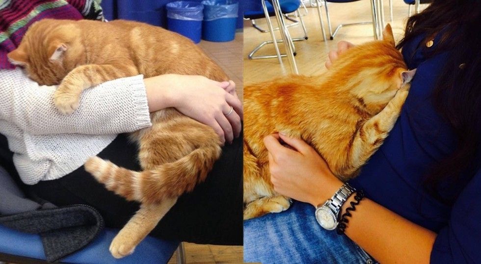 Cat Comes to School Every Day So He Can Rescue Students with Cuddles ...