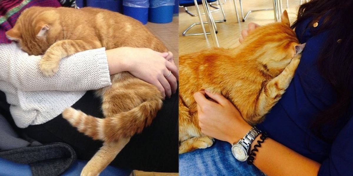 Cat Comes to School Every Day So He Can Rescue Students with Cuddles ...