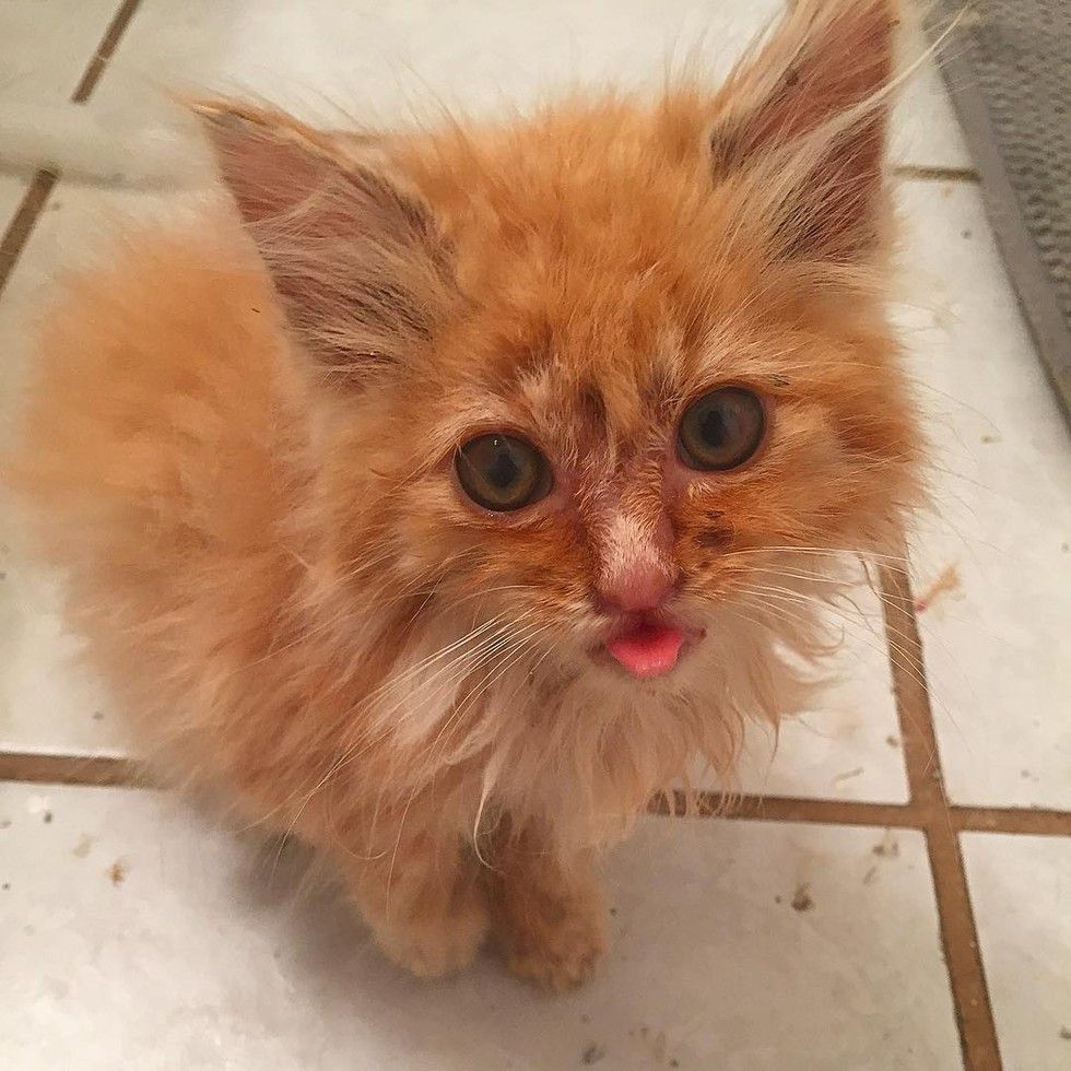 They Help Scraggly Kitten Regain Her Original Fluff - Love Meow