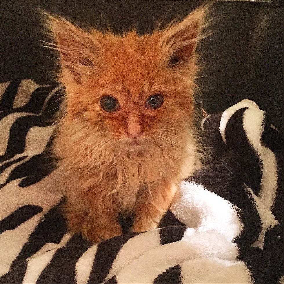 They Help Scraggly Kitten Regain Her Original Fluff - Love Meow