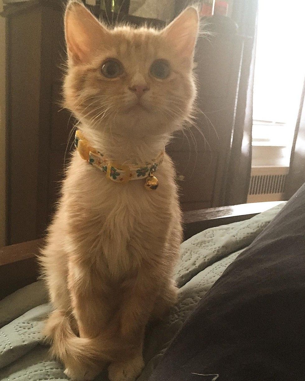 They Help Scraggly Kitten Regain Her Original Fluff - Love Meow
