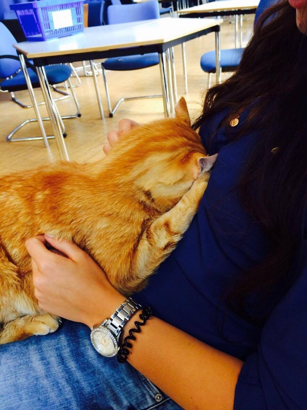 Cat Comes to School Every Day So He Can Rescue Students with Cuddles ...