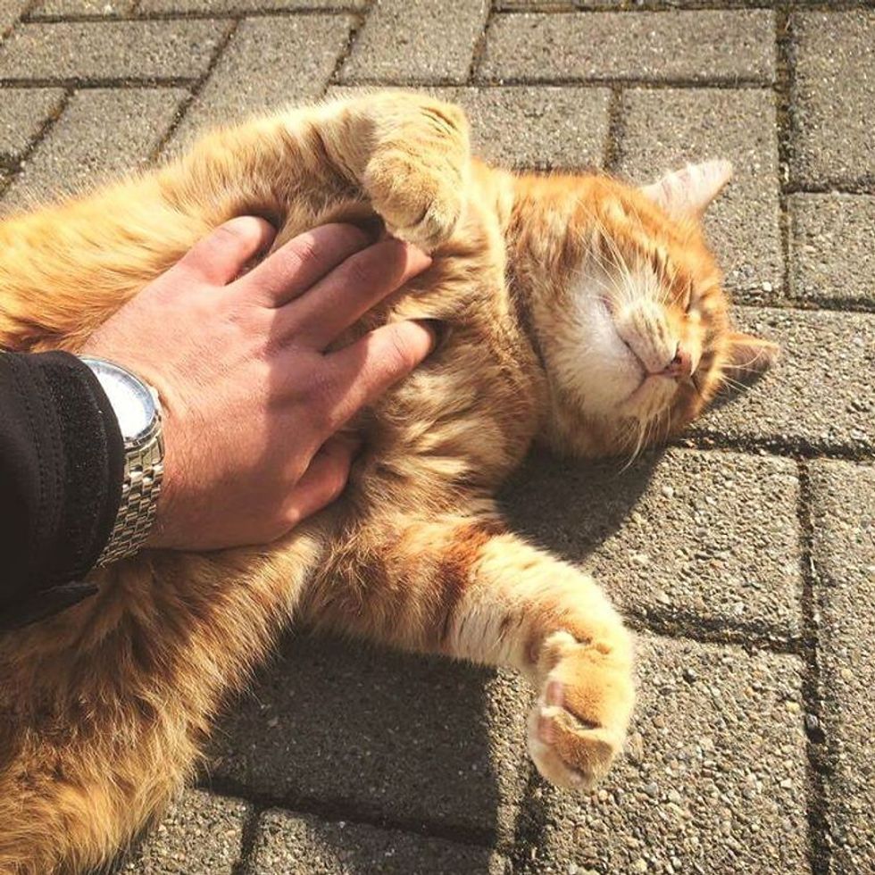 Cat Comes to School Every Day So He Can Rescue Students with Cuddles ...