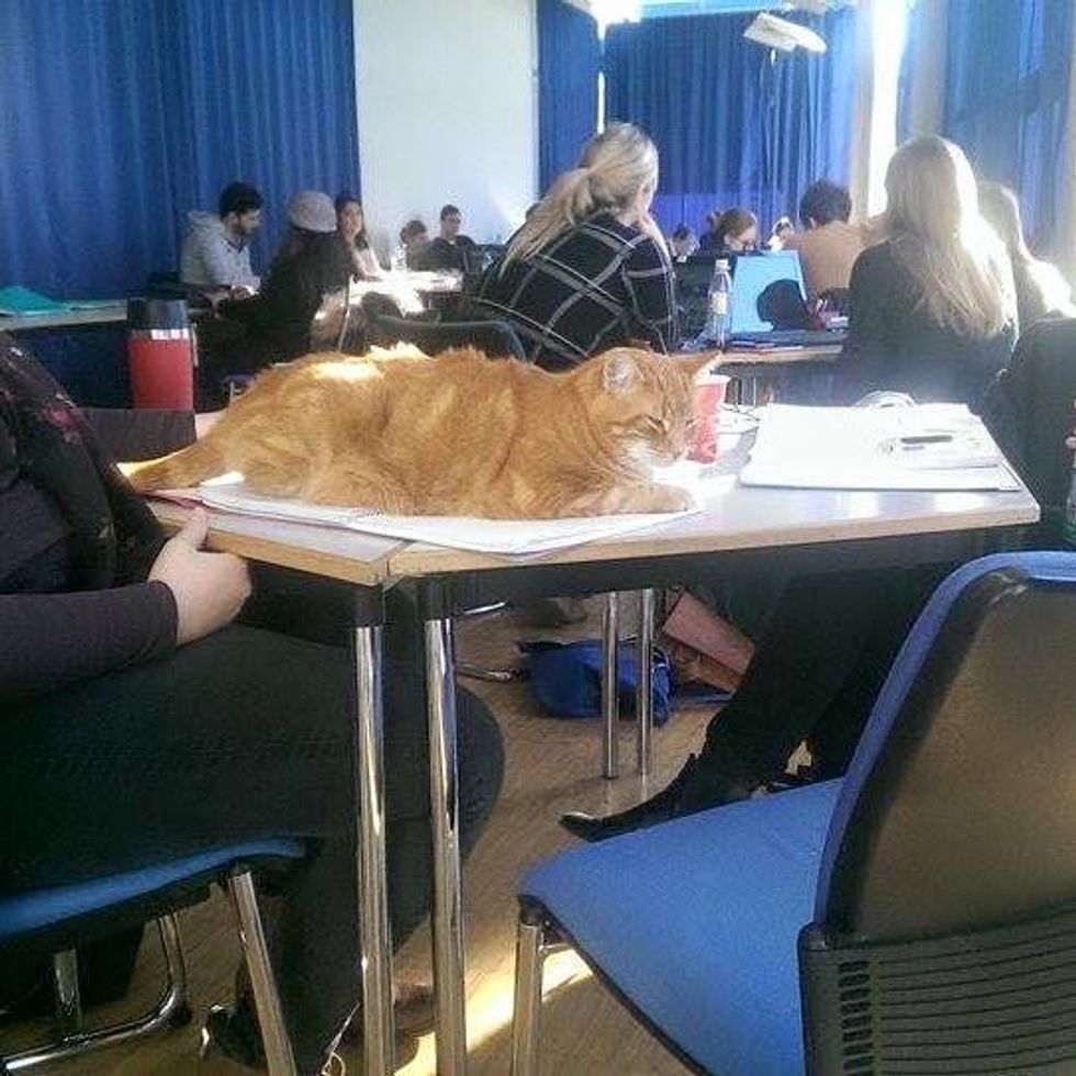 Cat Comes to School Every Day So He Can Rescue Students with Cuddles ...