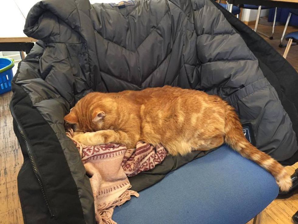 Cat Comes to School Every Day So He Can Rescue Students with Cuddles ...