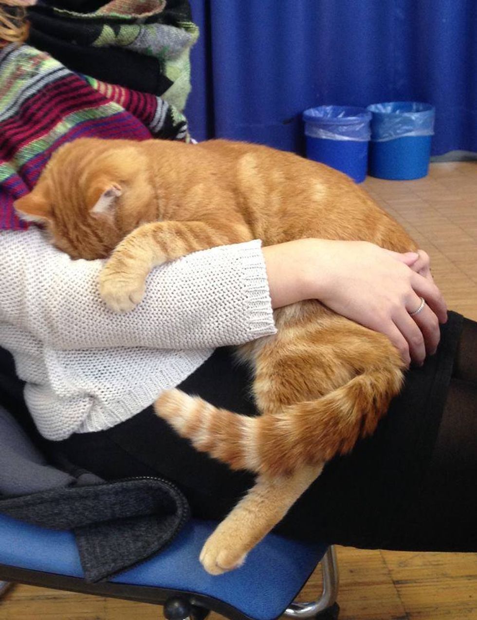 Cat Comes to School Every Day So He Can Rescue Students with Cuddles ...