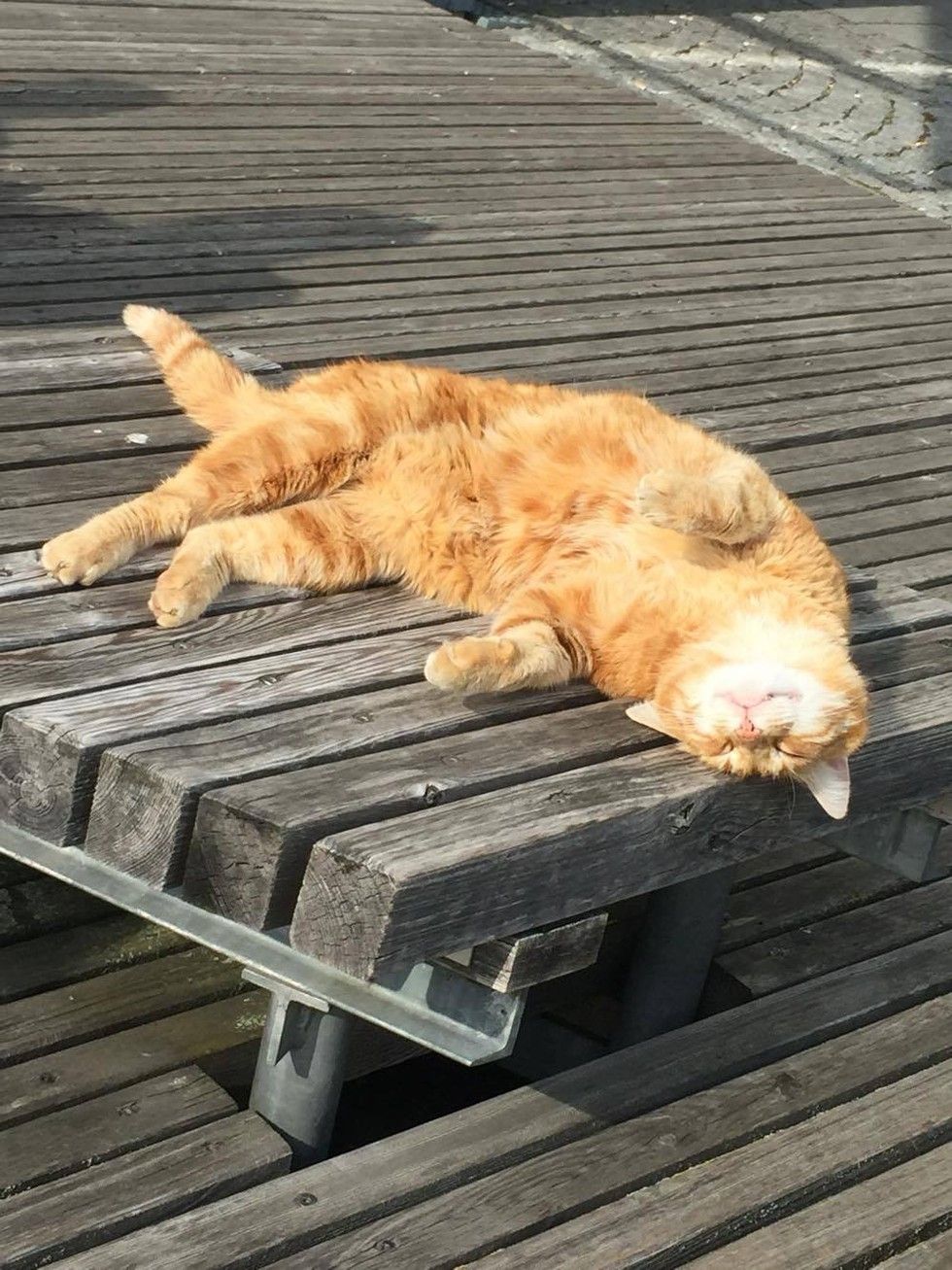 Cat Comes to School Every Day So He Can Rescue Students with Cuddles ...