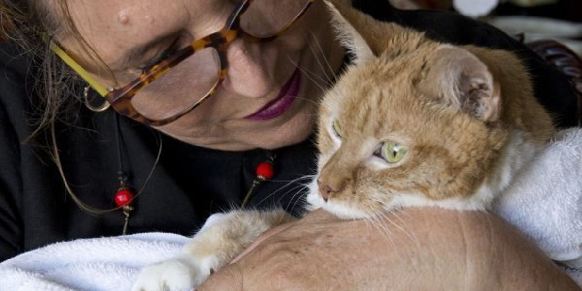 25-year-old Cat Gets Adopted to Live Out the Best of Her Life - Love Meow