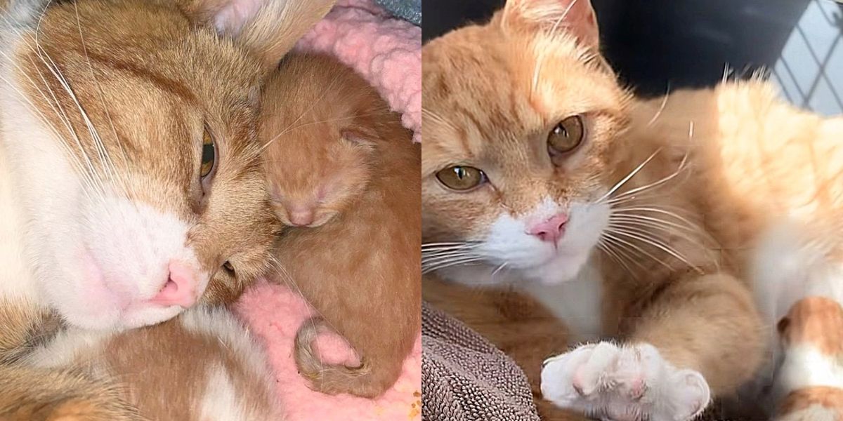 Cat is Thankful When Person Takes Her Family in, She Even Allows Their ...