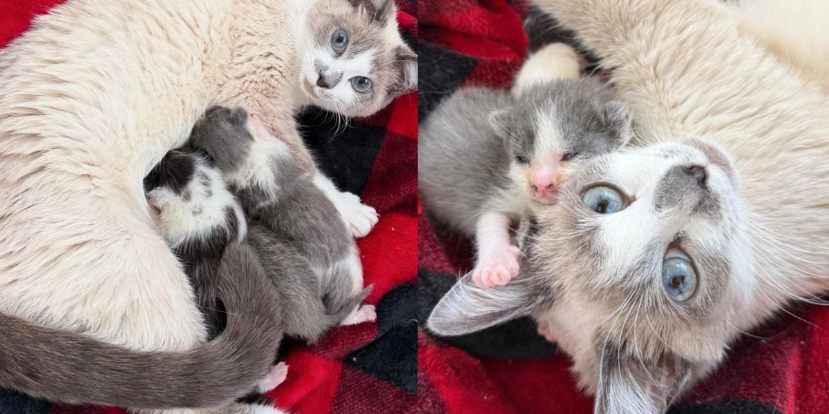 Cat Starts to Trust When Stranger Gives Her and Her Kittens Fresh Start ...