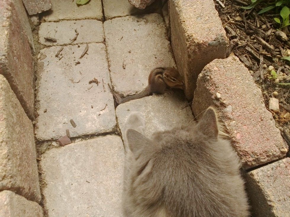 Cat Makes Friends with a Chipmunk in These Cute Photos - Love Meow