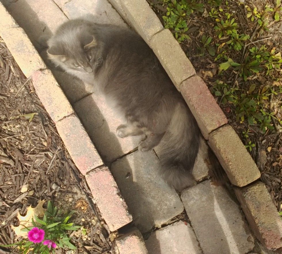 Cat Makes Friends with a Chipmunk in These Cute Photos - Love Meow