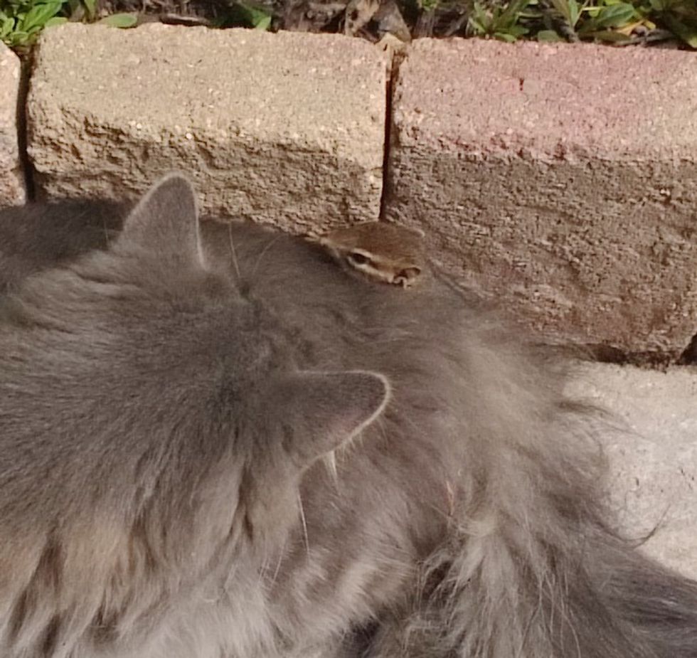Cat Makes Friends with a Chipmunk in These Cute Photos - Love Meow