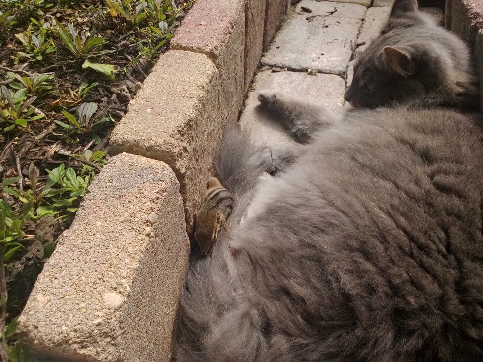 Cat Makes Friends with a Chipmunk in These Cute Photos - Love Meow