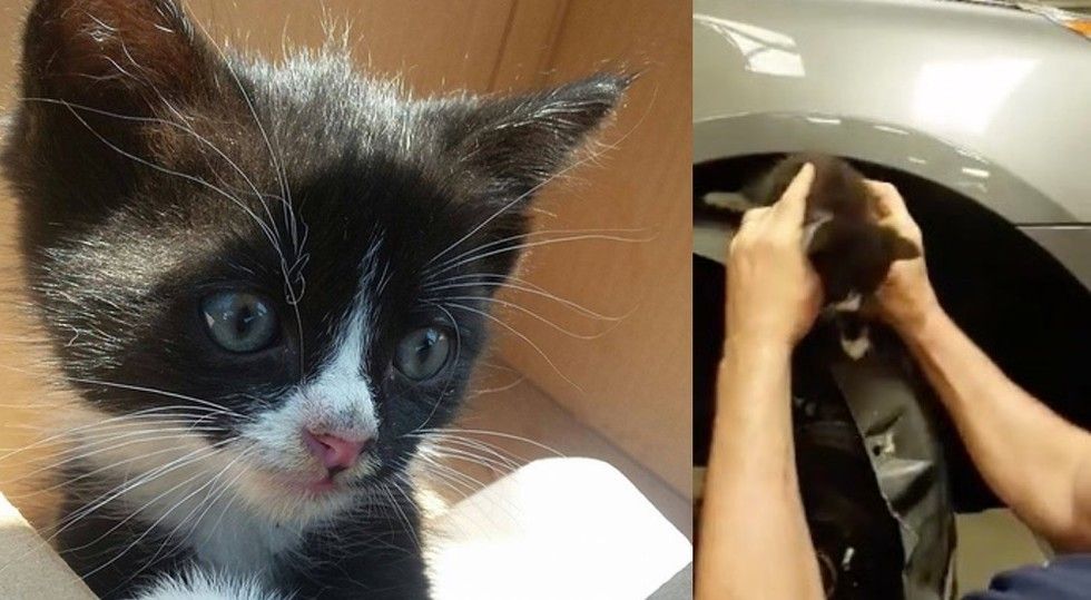 Kitten Saved by Mechanics, One of Them Couldn't Say No - Love Meow