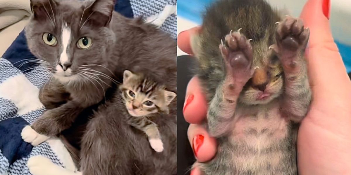 Cat Shows Up at Mounted Unit and Decides to Have Kittens, Days Later ...