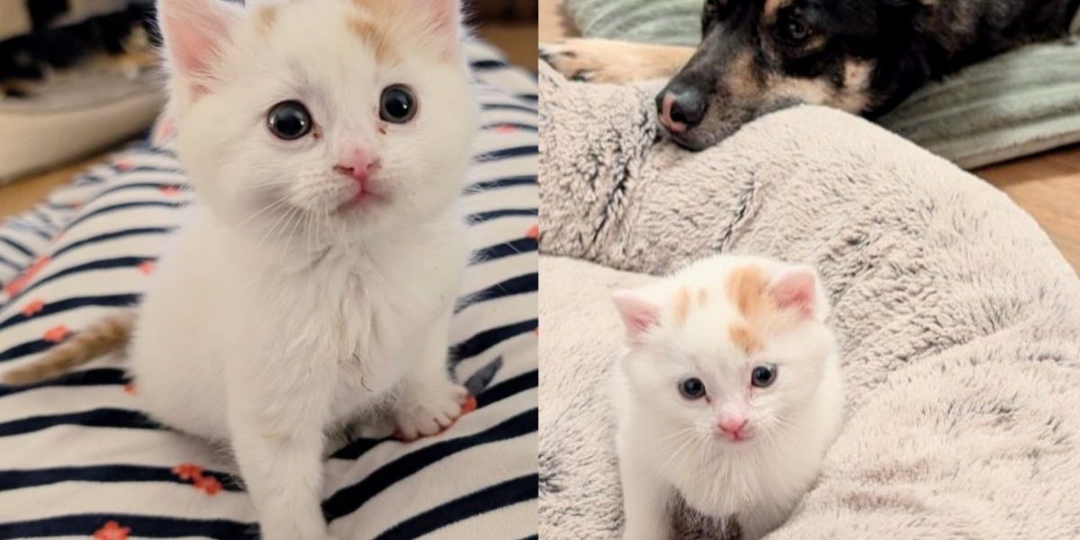 They Take in Kitten Who Needs Help, and He's Immediately Drawn to House ...