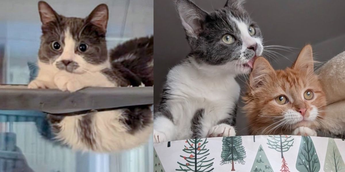 Kitten, Hard of Hearing, Decides to Follow Hearing Cat Everywhere, Even ...